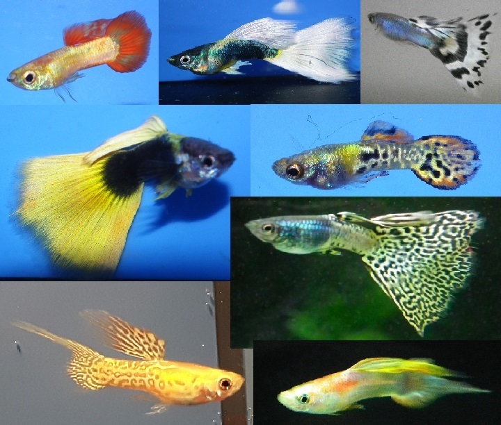 Selection of 4 male guppies | Guppy Farm UK