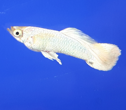 Snow white guppy | Guppy Farm UK